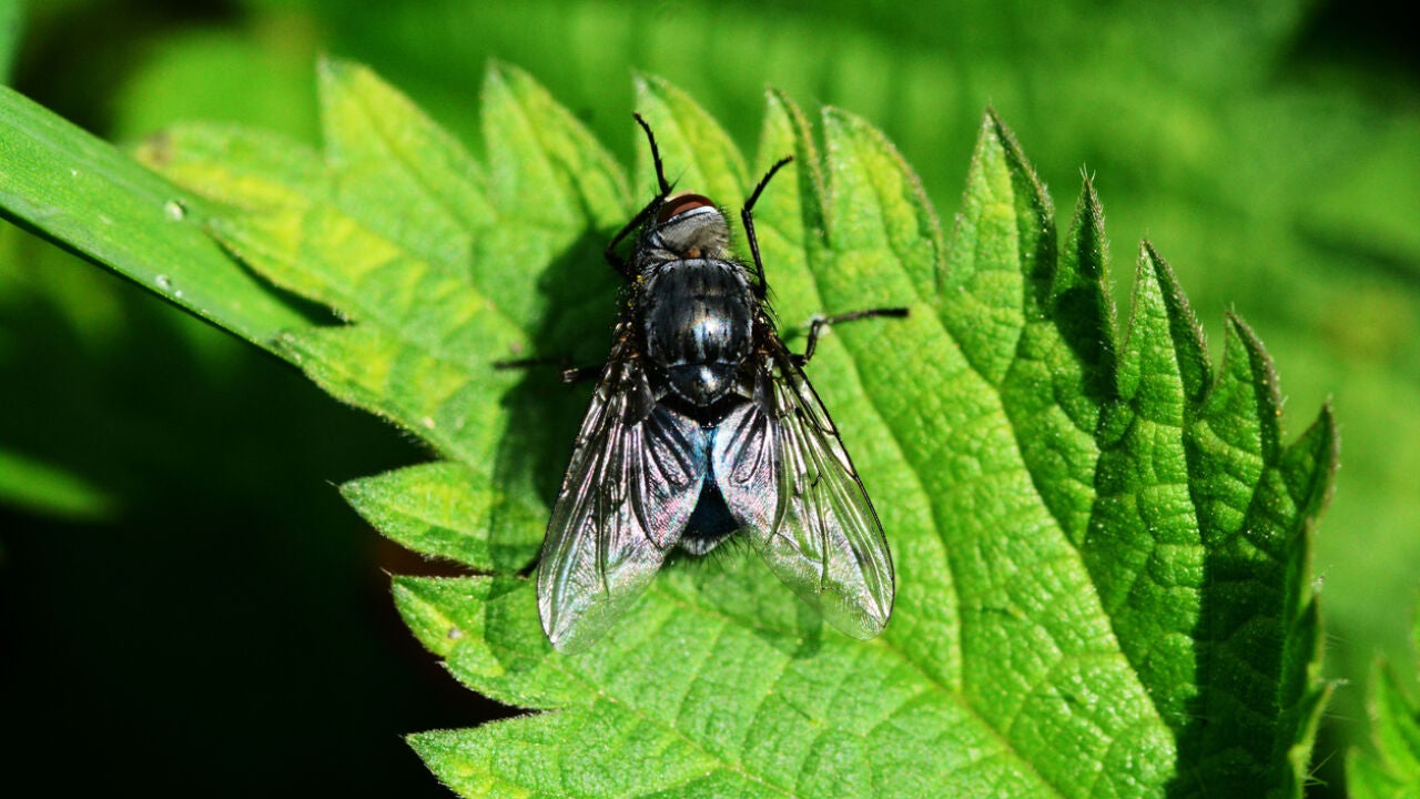 Mosca negra: qué es, cómo identificarla y peligros de su picadura